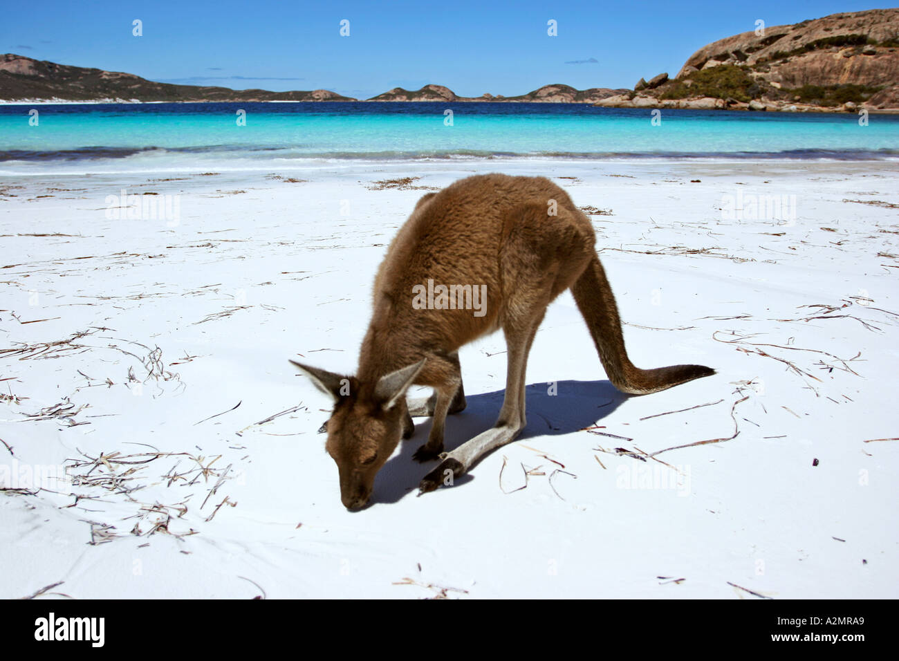 Esperance Australia Kangaroo Stock Photos & Esperance Australia ...