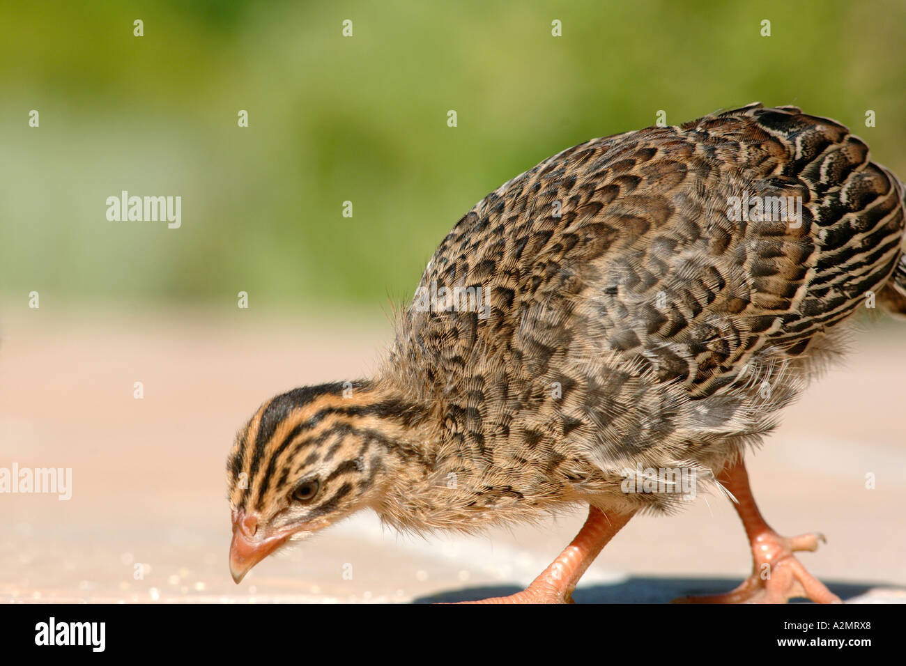 A helmeted guinea-fowl chick (Numida meleagris) in South Africa Stock ...