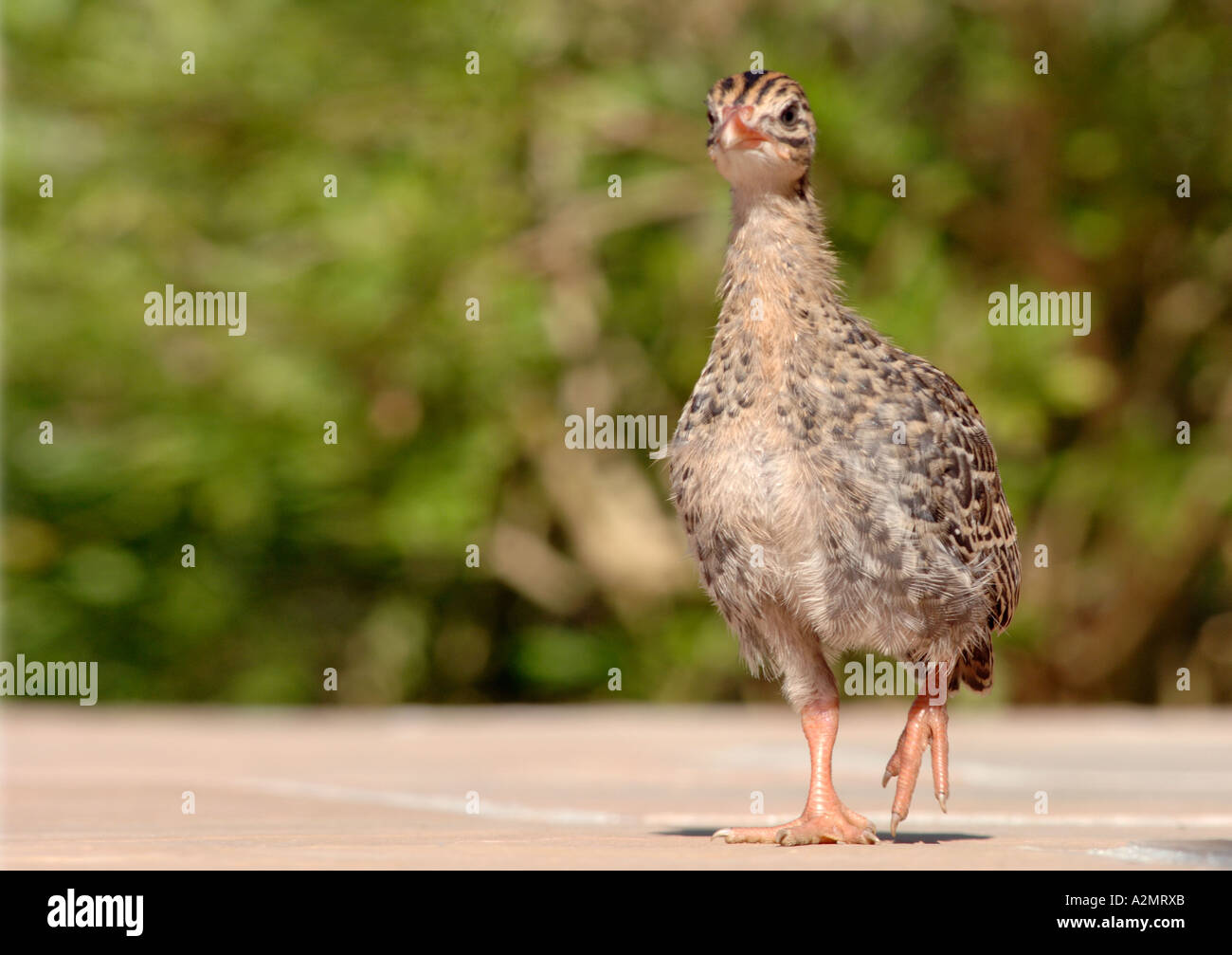 A helmeted guinea-fowl chick (Numida meleagris) in South Africa Stock ...