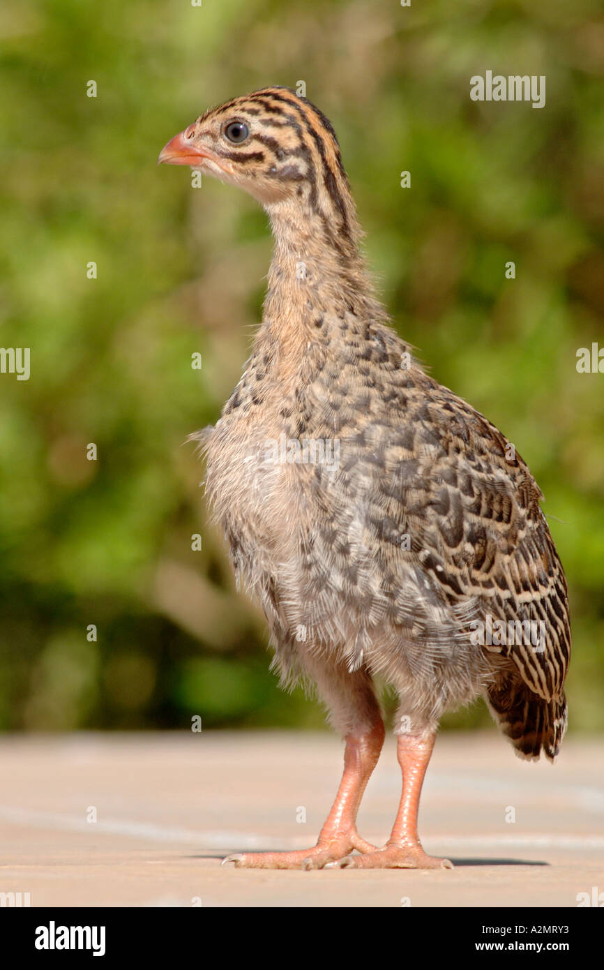 A helmeted guinea-fowl chick (Numida meleagris) in South Africa Stock ...