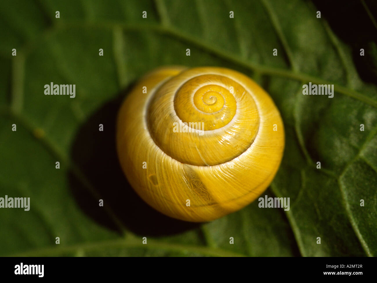 yellow snail on a leaf Stock Photo - Alamy