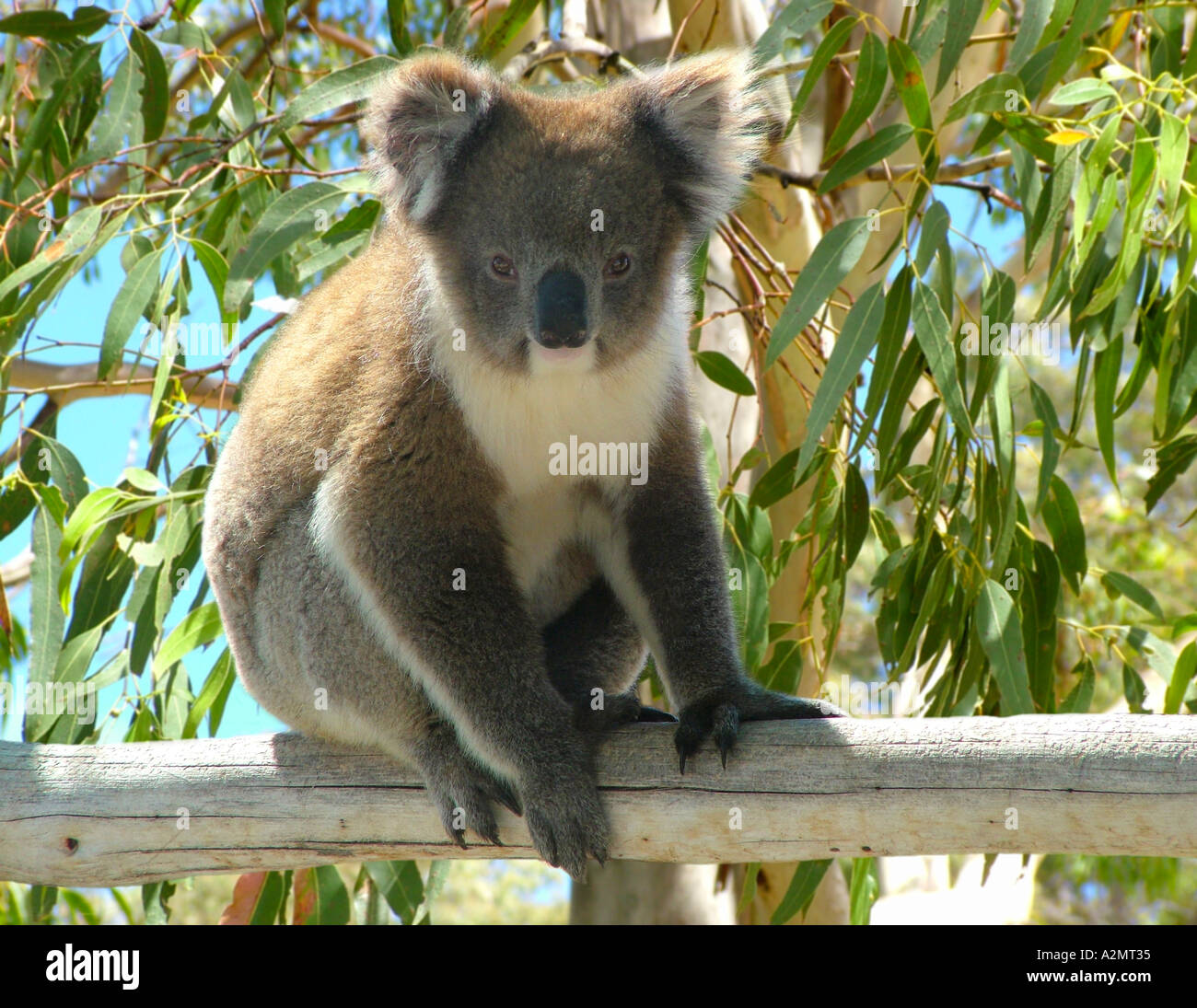 Koala on fence hi-res stock photography and images - Alamy