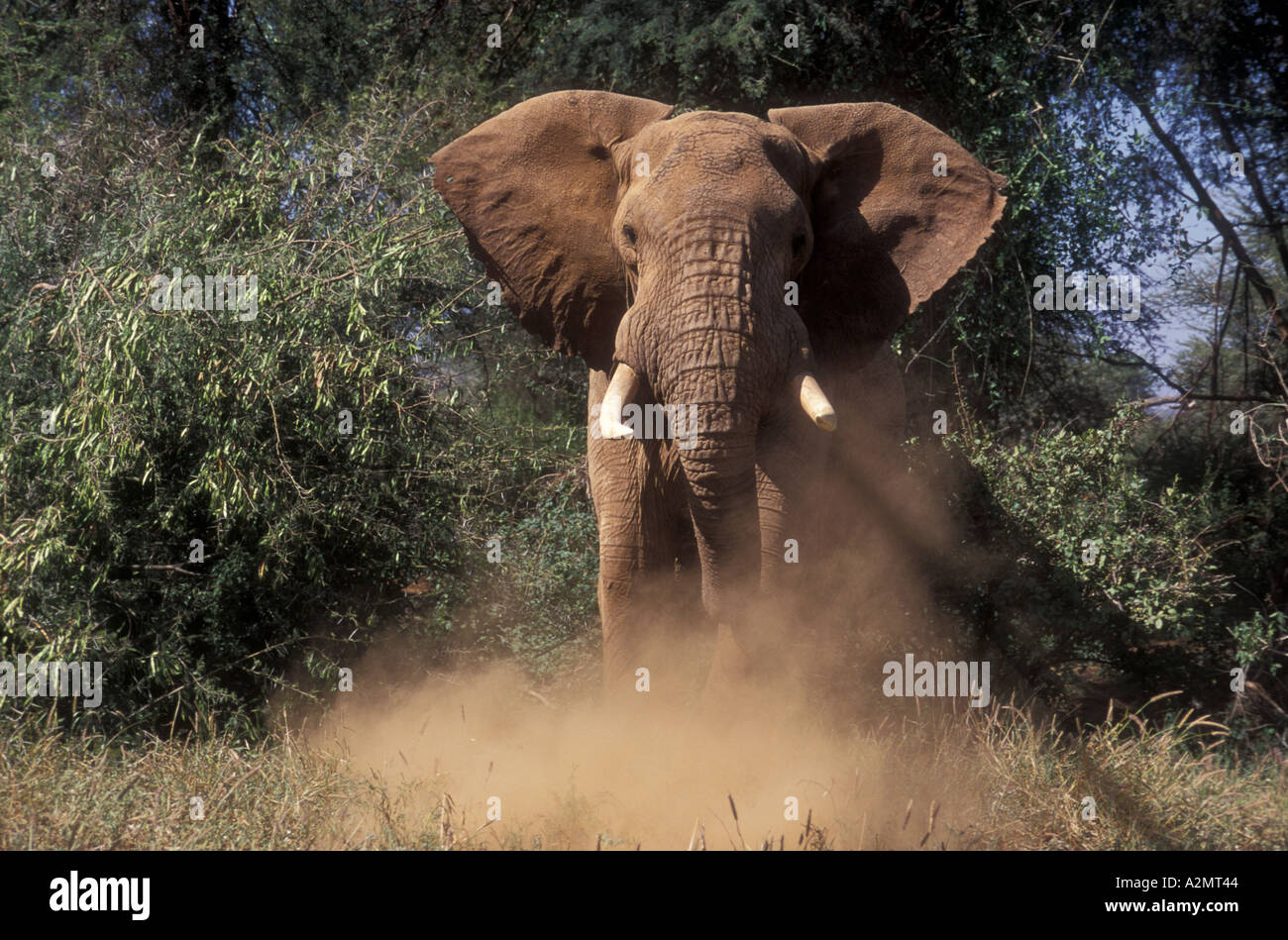 Angry male elephant in must raising dust with ears wide as a threat ...