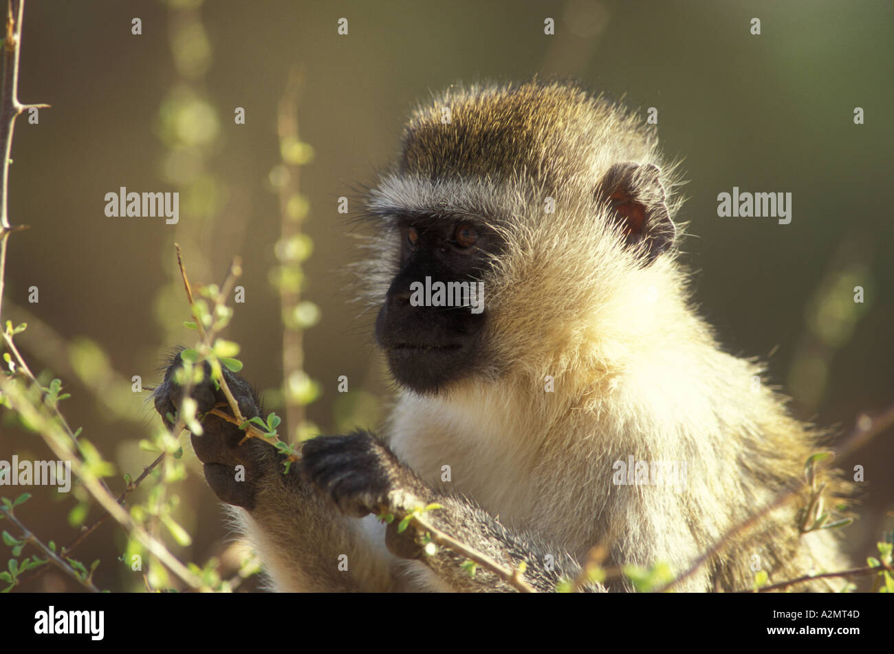 Portrait of Black Faced Vervet Monkey feeding on hibiscus bush in ...