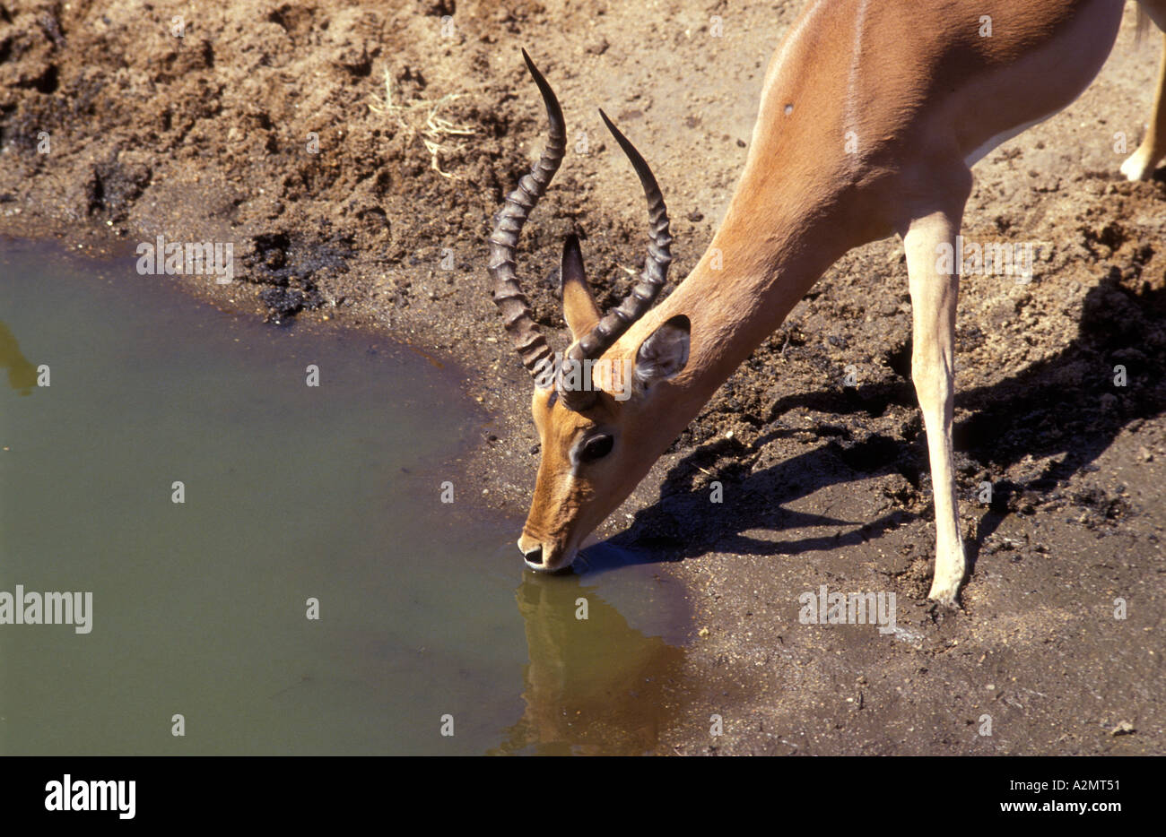 Drinking impala hi-res stock photography and images - Alamy