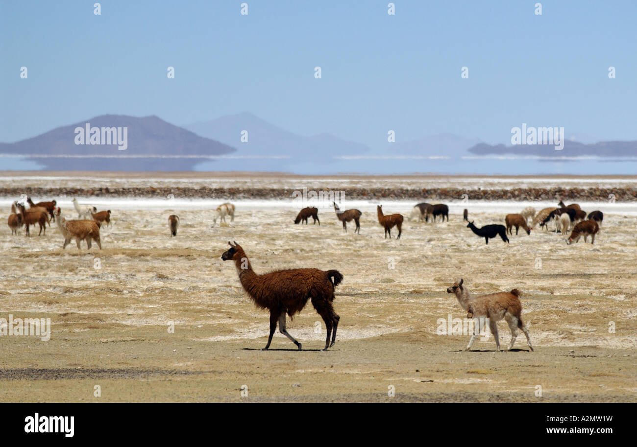 Mirage on the Salar de Uyuni salt flats, Bolivia, South America with ...