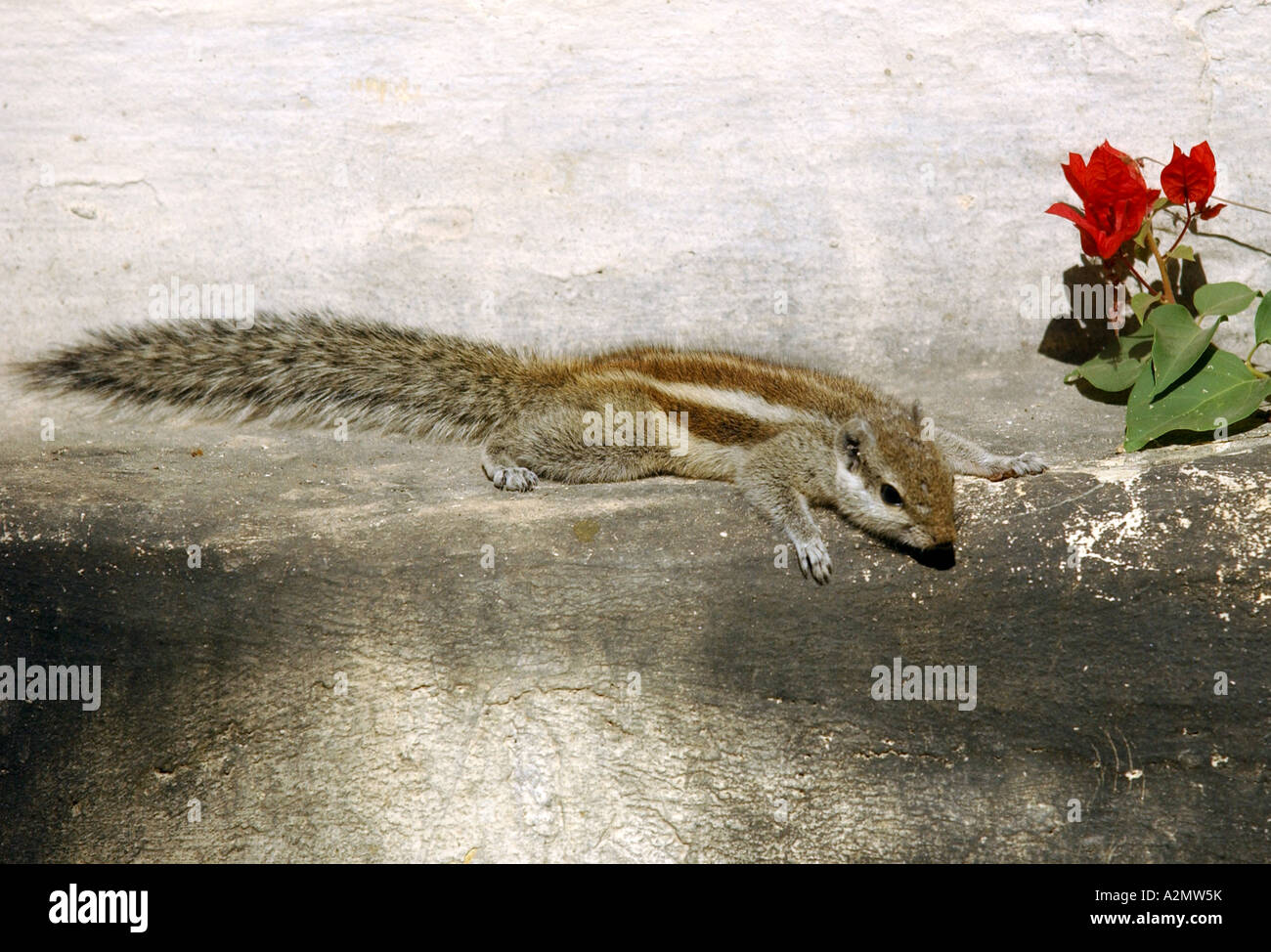 A sunbathing chipmunk in Udaipur, India Stock Photo - Alamy