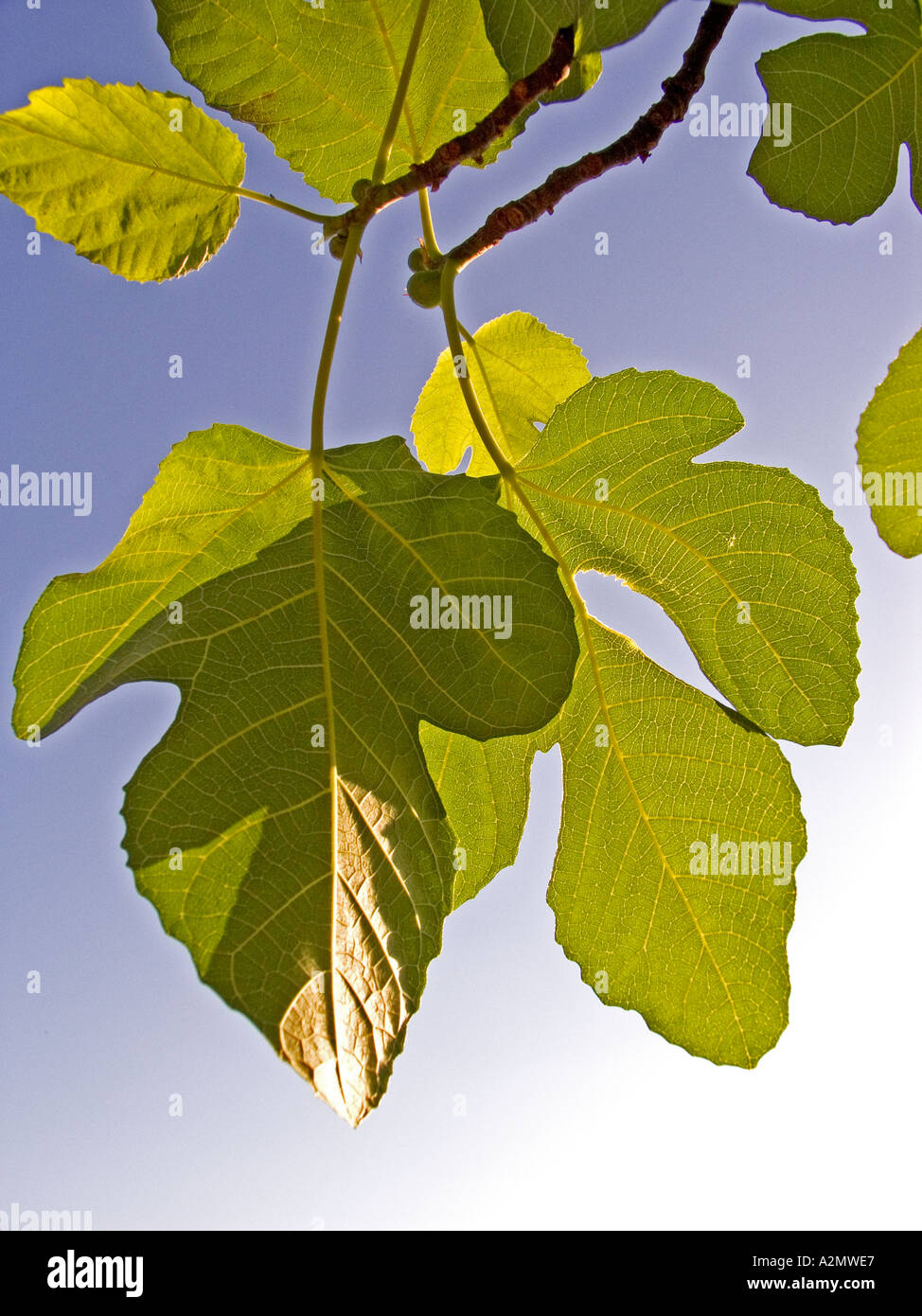Opposite leaf fig hi-res stock photography and images - Alamy