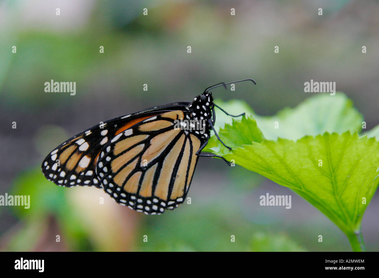 Monarch butterfly Monarca Danaus plexippus Stock Photo - Alamy