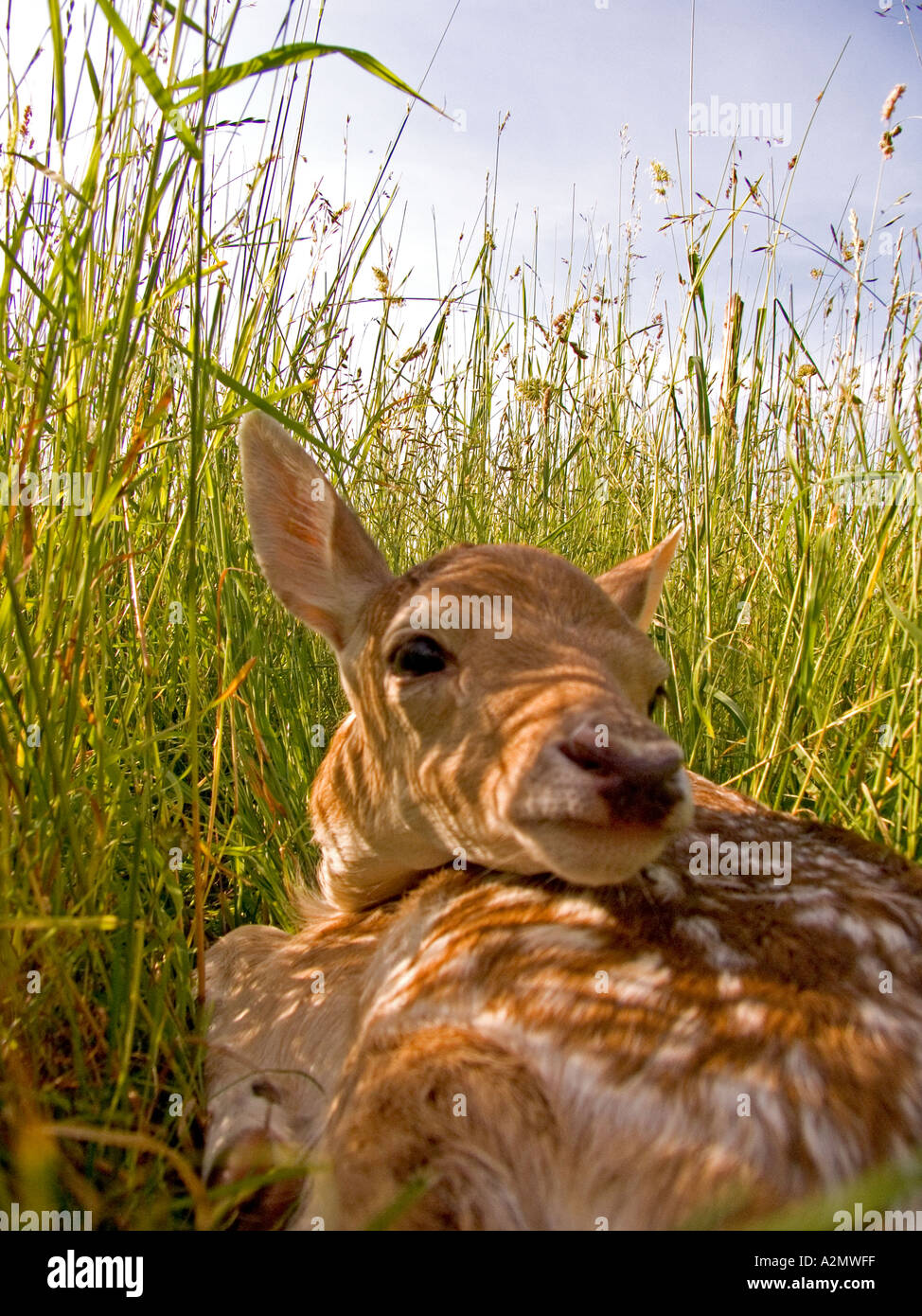 BRD Germany Bavaria Upper Bavaria Pähl Fallow Deer Fallow Deer in a ...