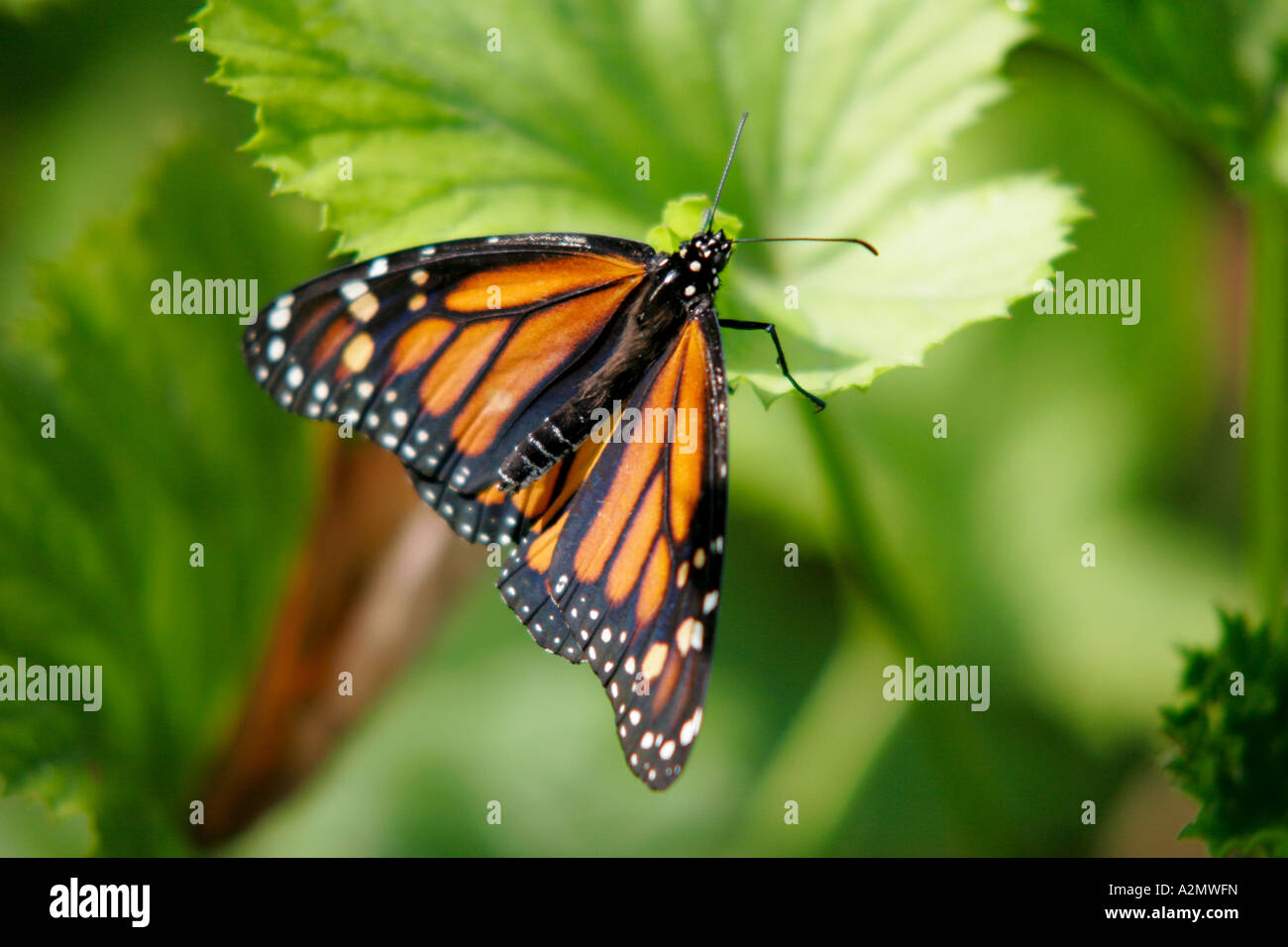 Monarch butterfly Monarca Danaus plexippus Stock Photo - Alamy