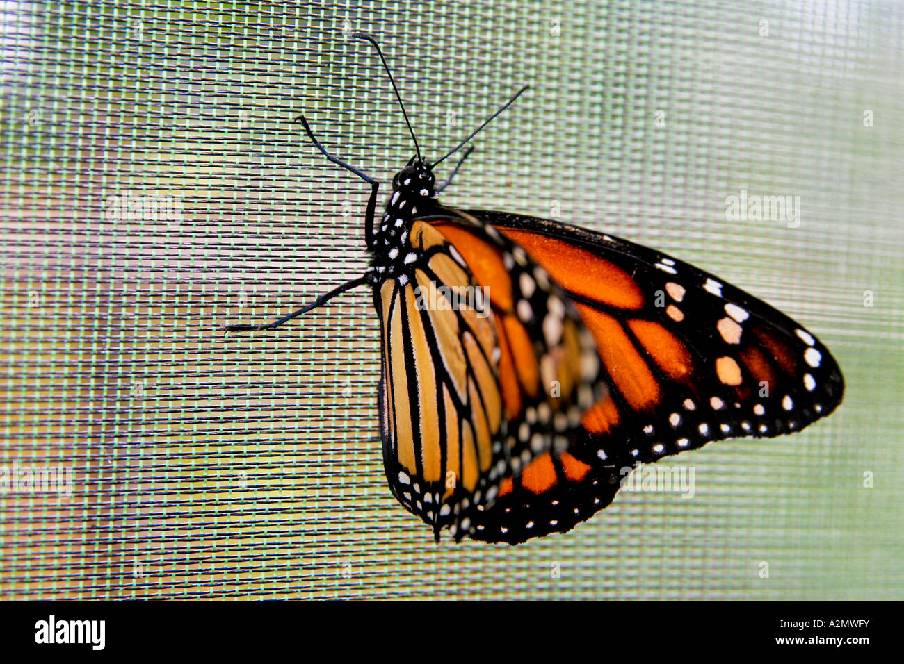 Monarch butterfly Monarca Danaus plexippus Stock Photo - Alamy