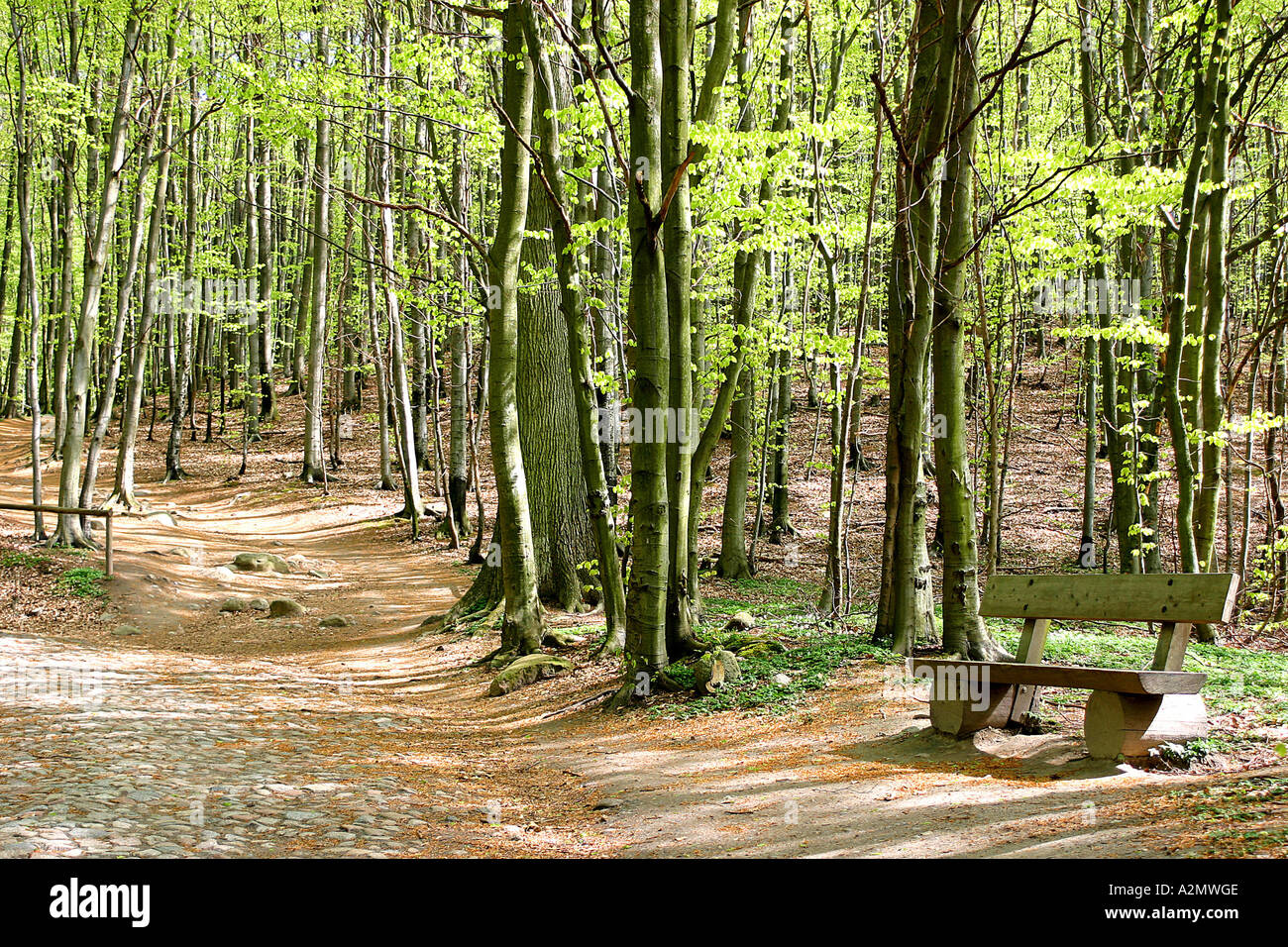 forest track; bench Stock Photo - Alamy