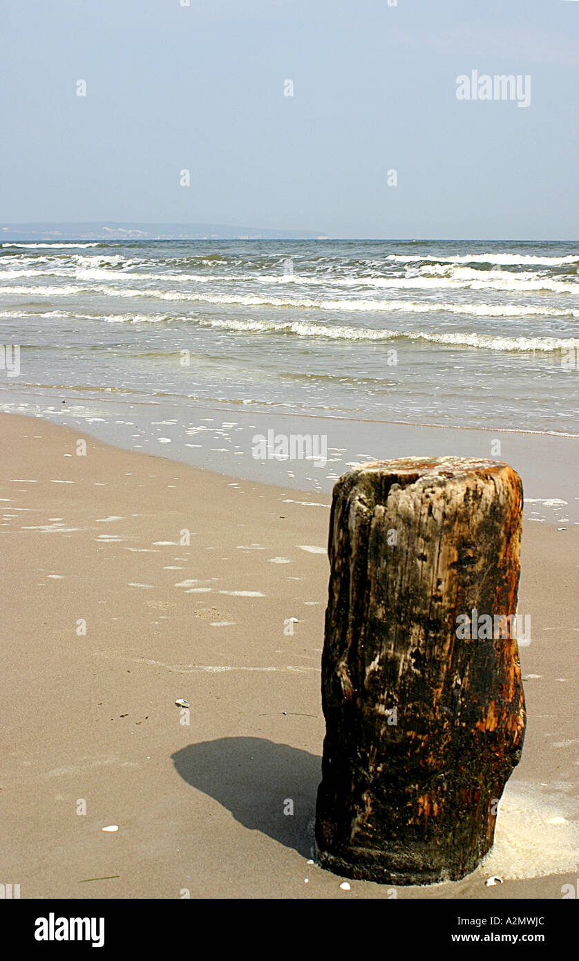 tree trunk on the beach Stock Photo - Alamy