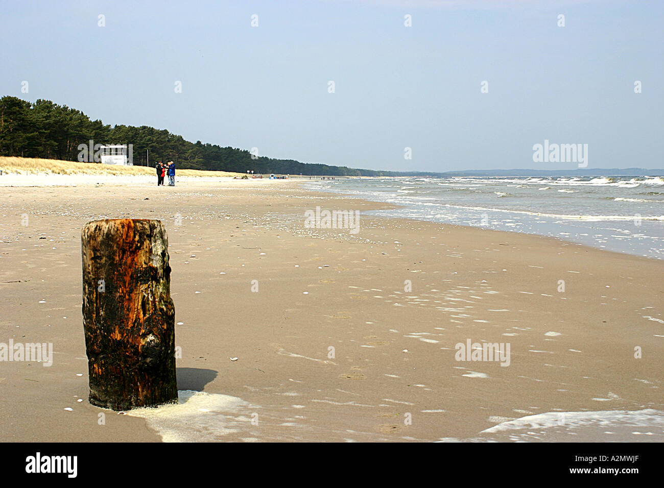 tree trunk on the beach Stock Photo - Alamy