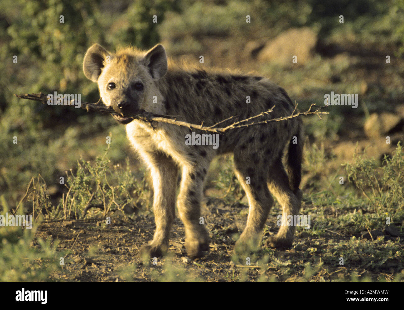 Hyena Pup Carrying A Stick in Kruger National Part South Africa Stock ...