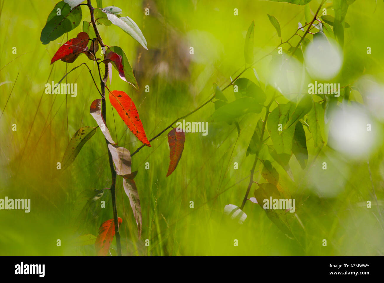 Red Eucalyptus leaves in green field Stock Photo - Alamy