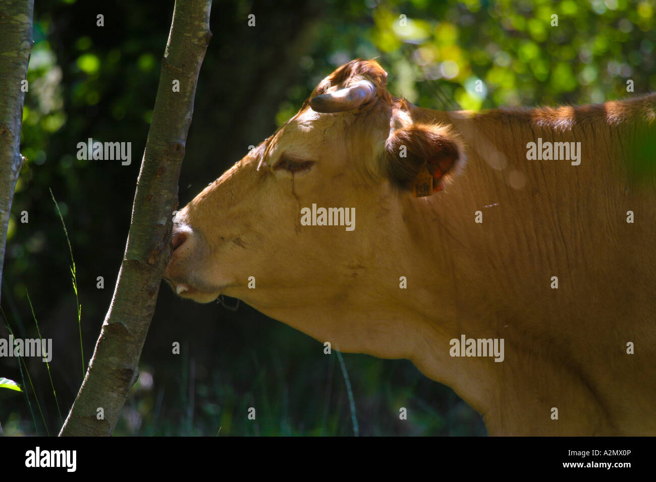 Cow under tree hi-res stock photography and images - Alamy