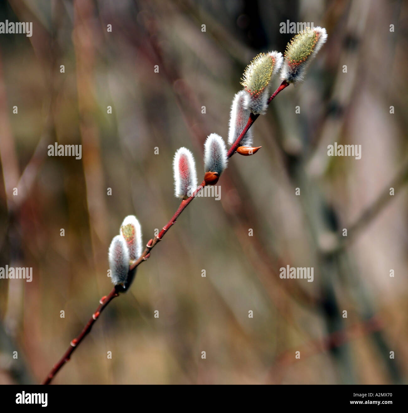 Weeping willow buds Stock Photo - Alamy