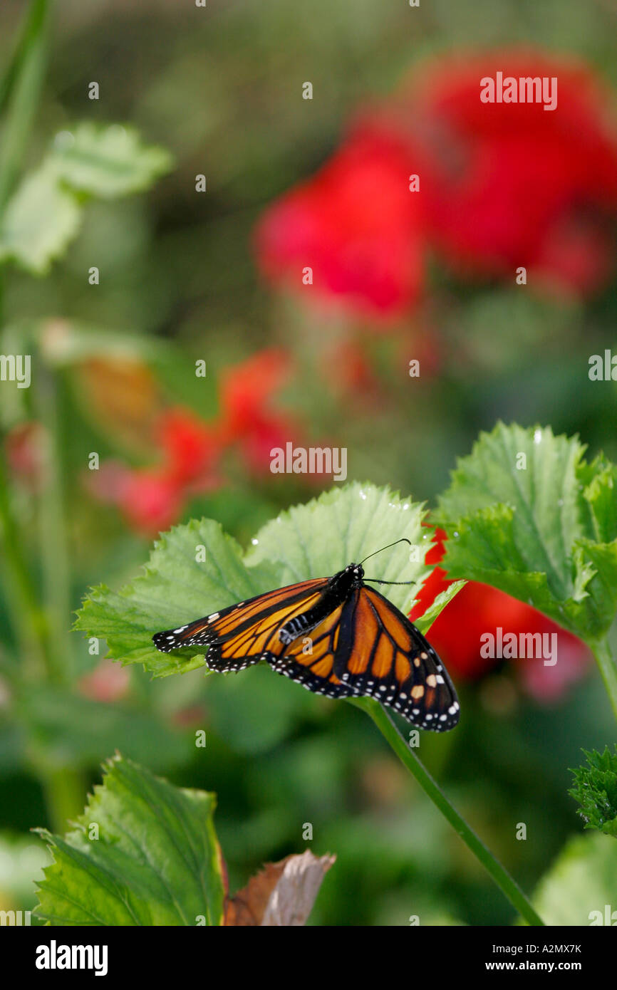Monarch butterfly Monarca Danaus plexippus Stock Photo - Alamy