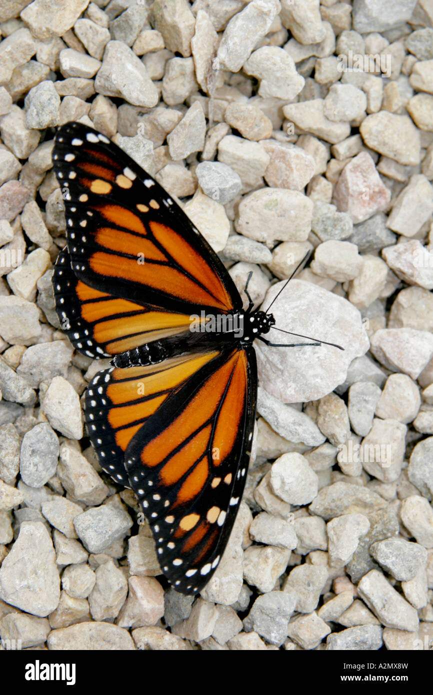 Monarch butterfly Monarca Danaus plexippus Stock Photo - Alamy