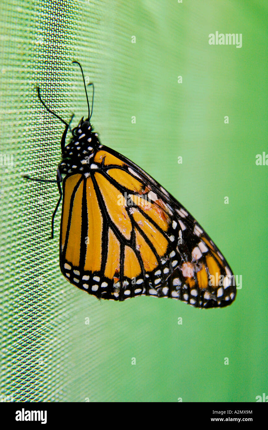 Monarch butterfly Monarca Danaus plexippus Stock Photo - Alamy