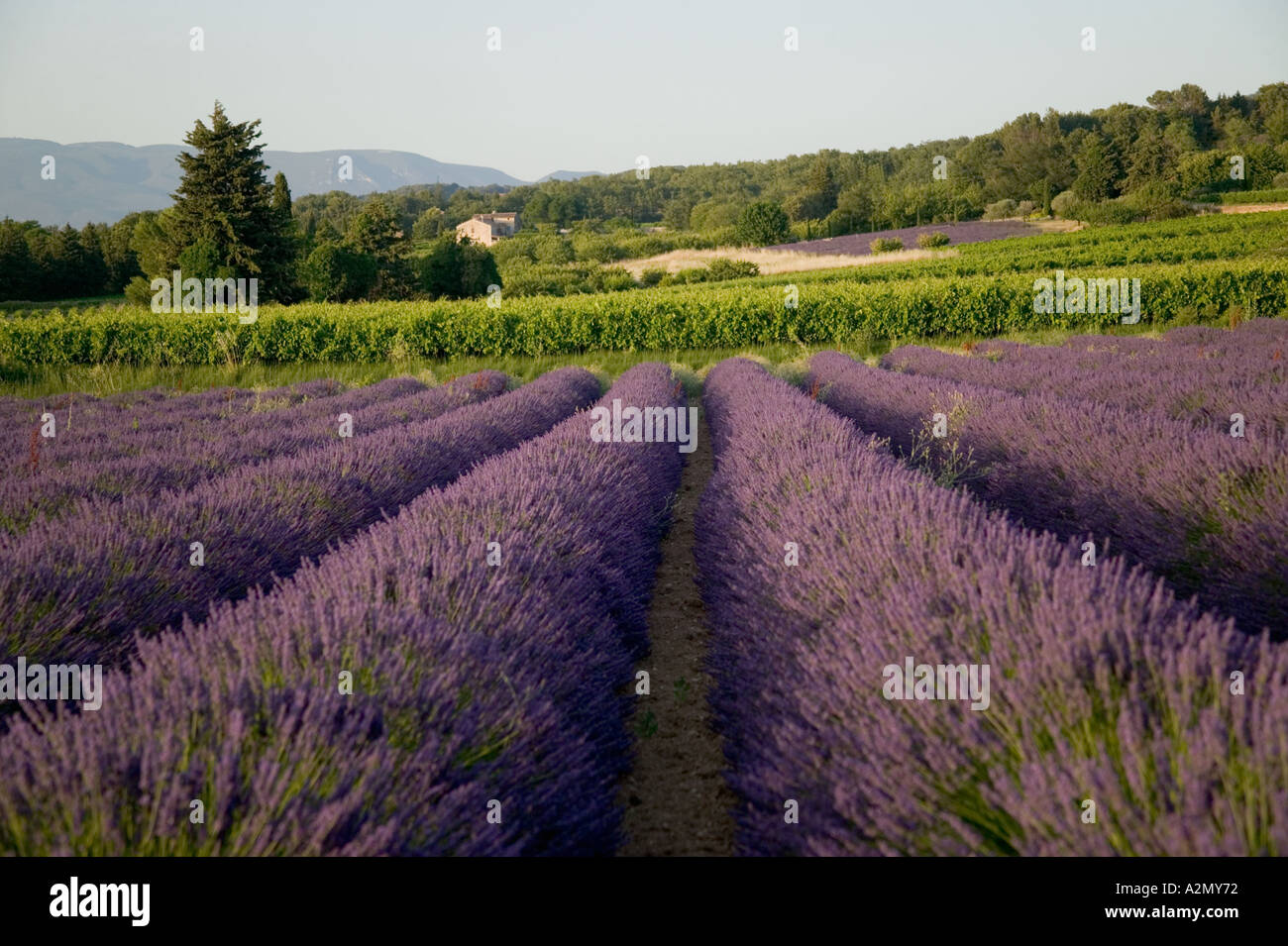 Lavender field and vineyard Luberon Vaucluse Provence France Stock ...