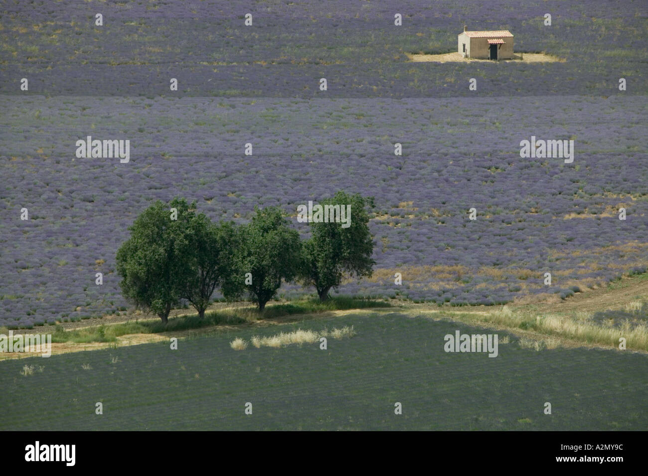 Lavender fields in Pays de Sault Vaucluse Provence France Stock Photo ...