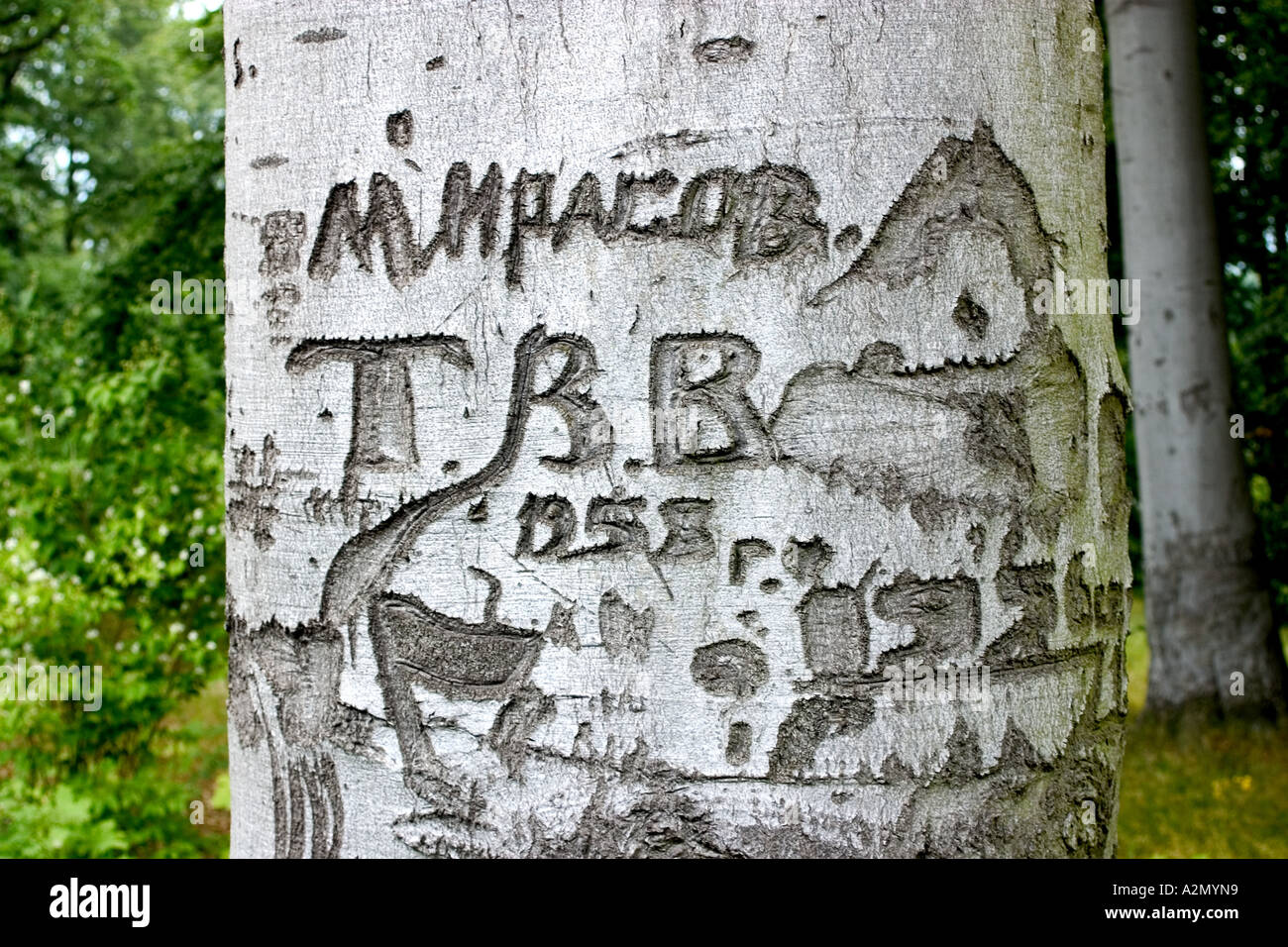 Injury to tree hi-res stock photography and images - Alamy