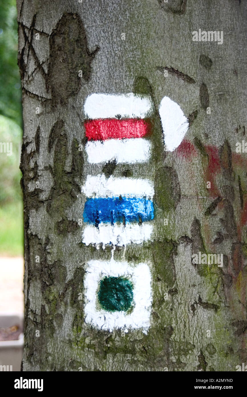 tree with marking and carvings Stock Photo - Alamy