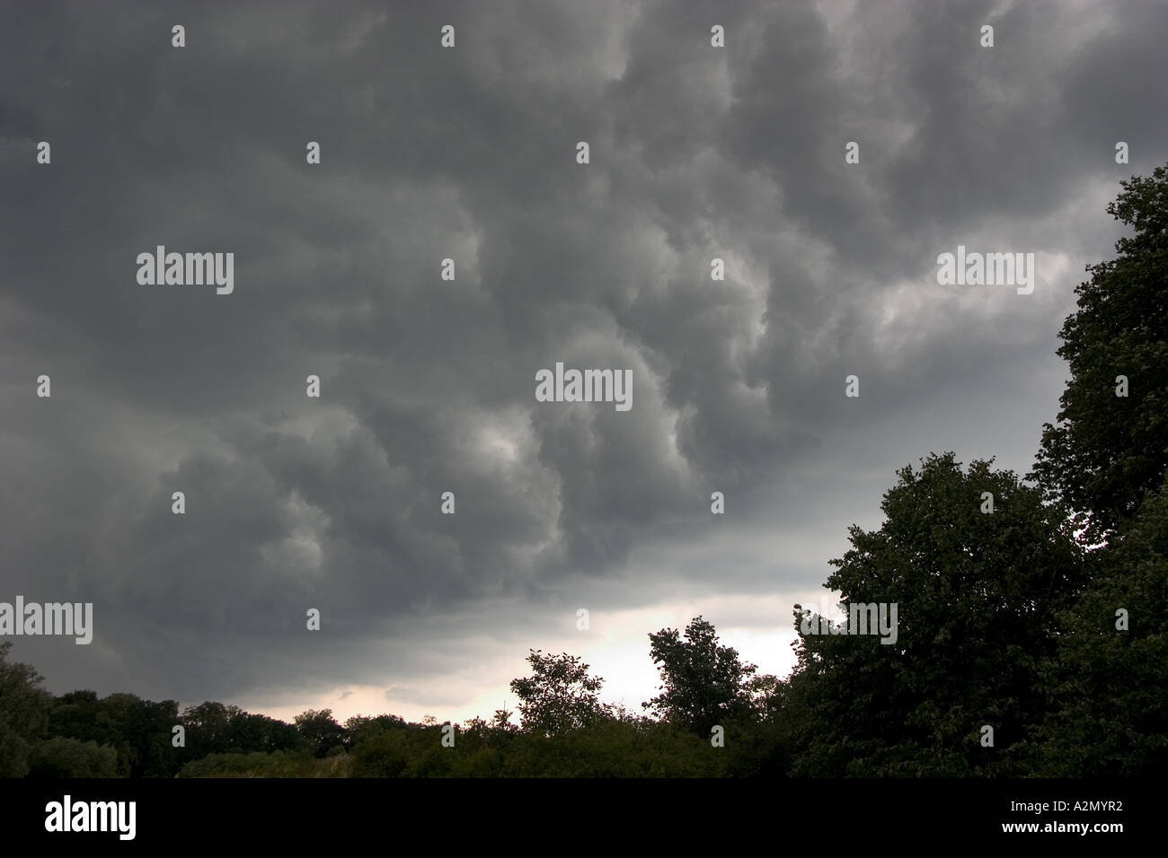 trees during a thunderstorm Stock Photo - Alamy
