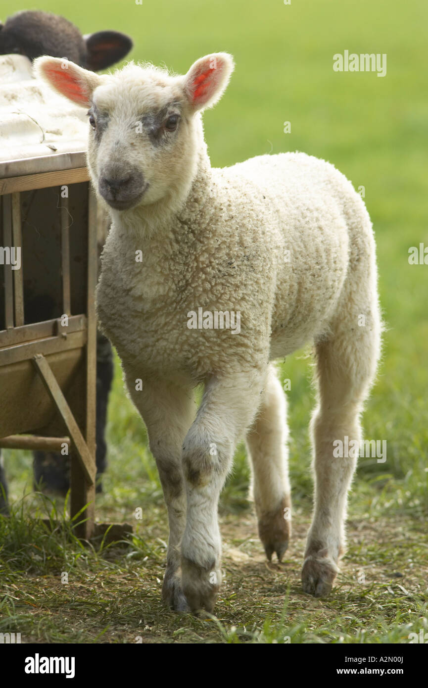 Sheep feeding station hi-res stock photography and images - Alamy
