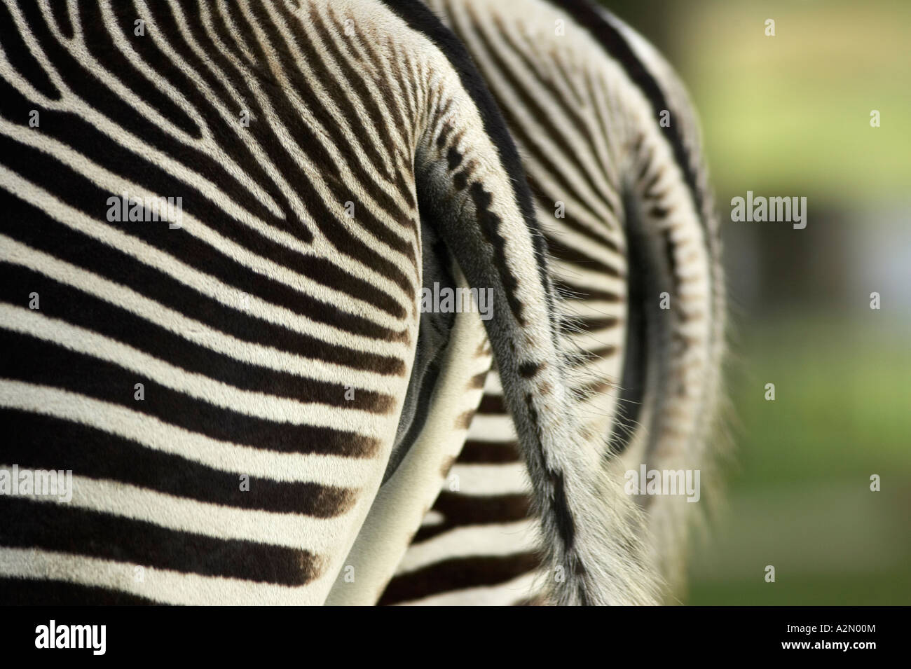 Zebra tails hi-res stock photography and images - Alamy