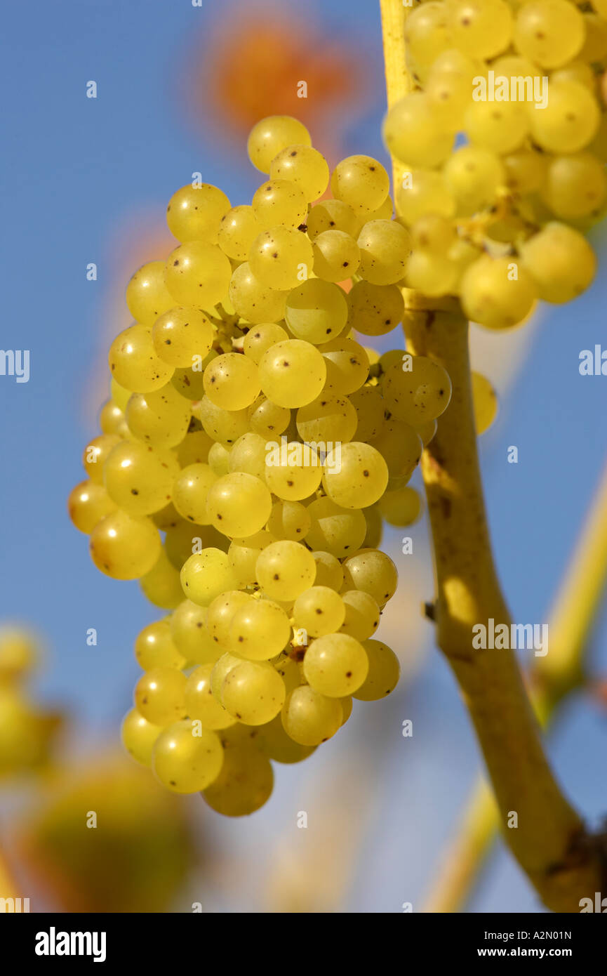 Succulent british fresh green grapes hanging on vine against blue sky ...