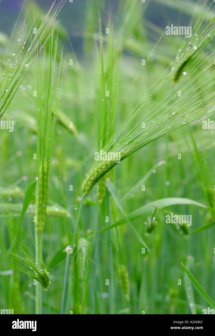 Field green wheat rows close hi-res stock photography and images - Alamy