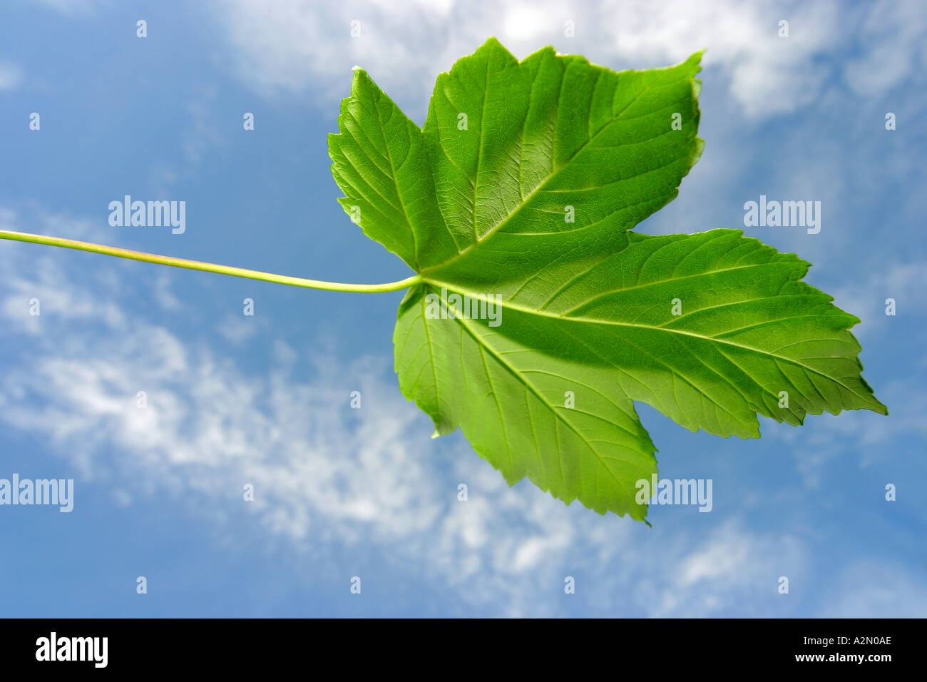 Underside leaf hi-res stock photography and images - Alamy