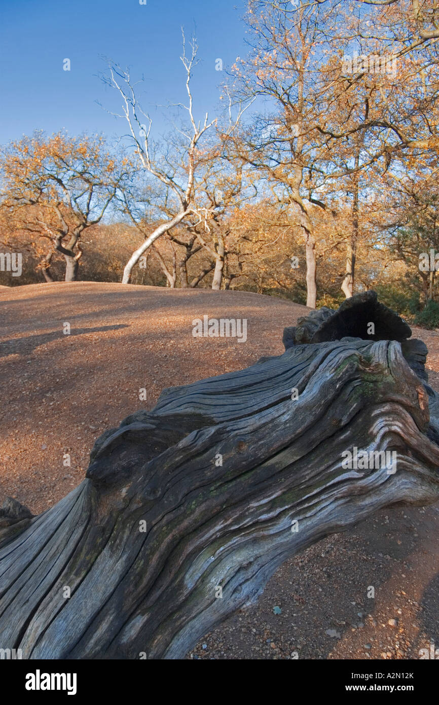 A dead contorted tree trunk lying on the ground with leafy autumn trees ...