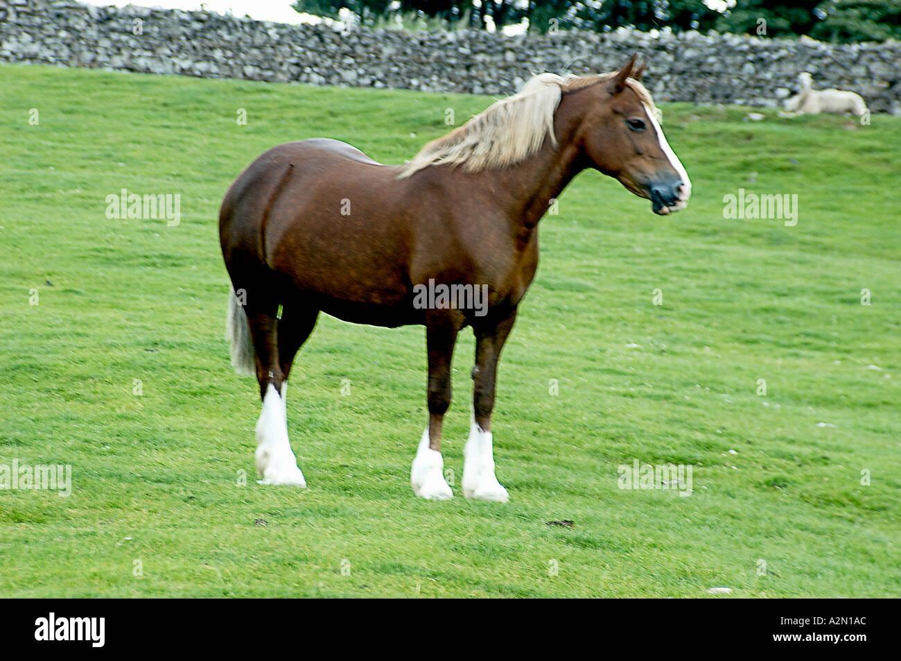 Fetlocks hi-res stock photography and images - Alamy