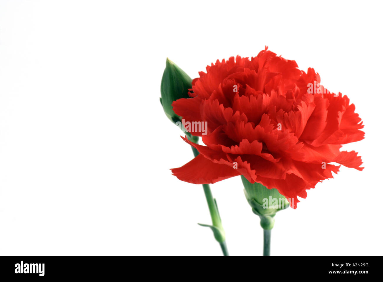 Red carnation (Dianthus caryophyllus) and bud Stock Photo - Alamy