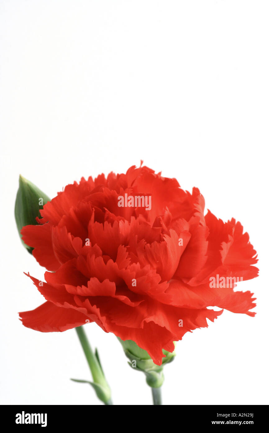 Red carnation (Dianthus caryophyllus) and bud Stock Photo - Alamy