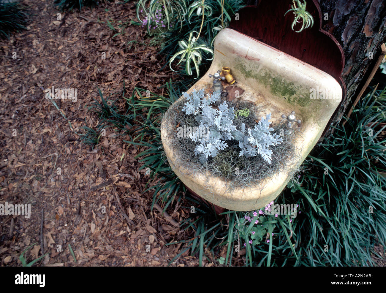 Flowers growing in old wash basin in real backyard of growers home ...