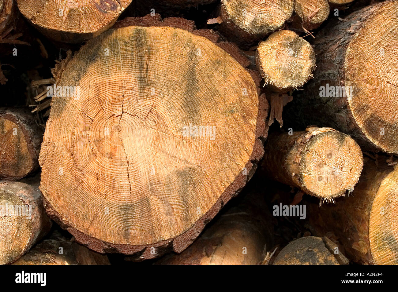 wood in the forest; timber Stock Photo - Alamy