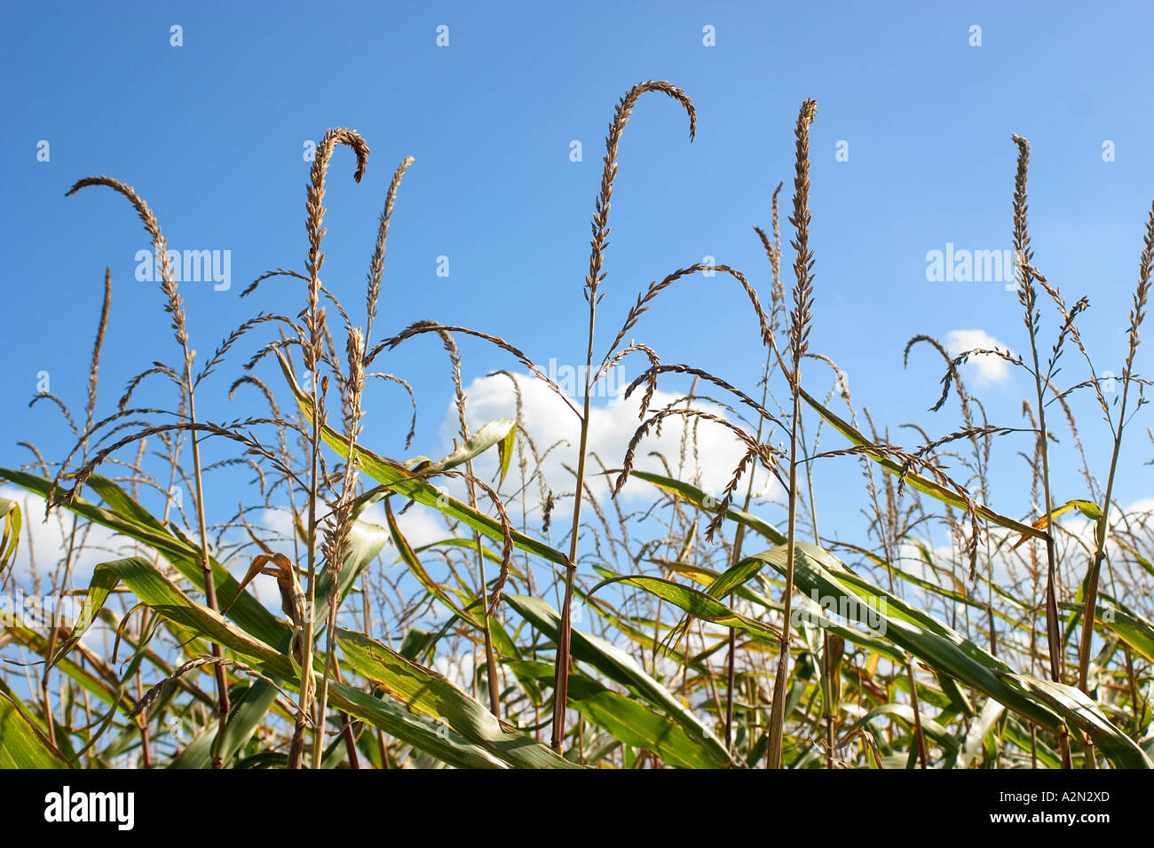 Piston corn hi-res stock photography and images - Alamy