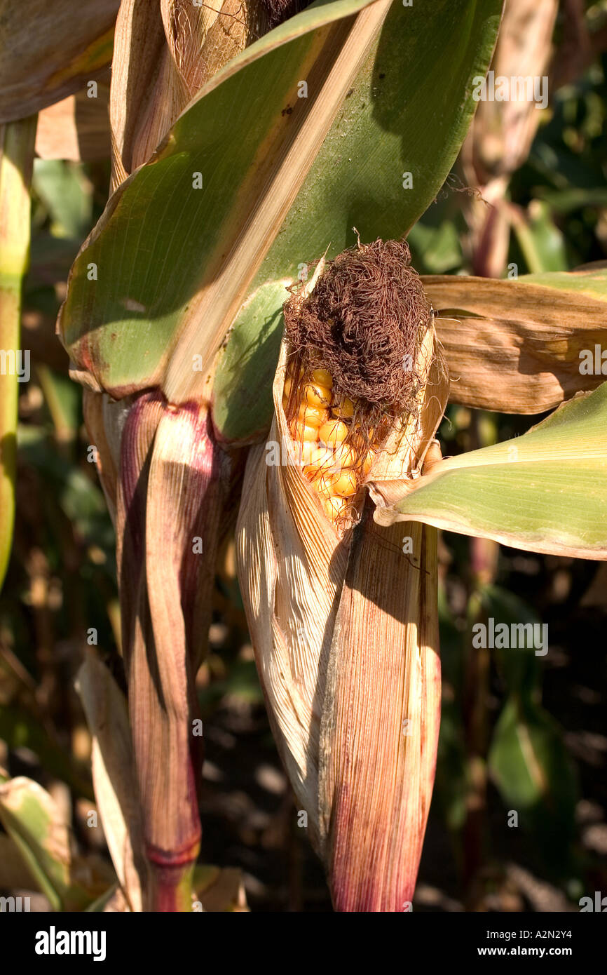 sweet corn on the field Stock Photo - Alamy