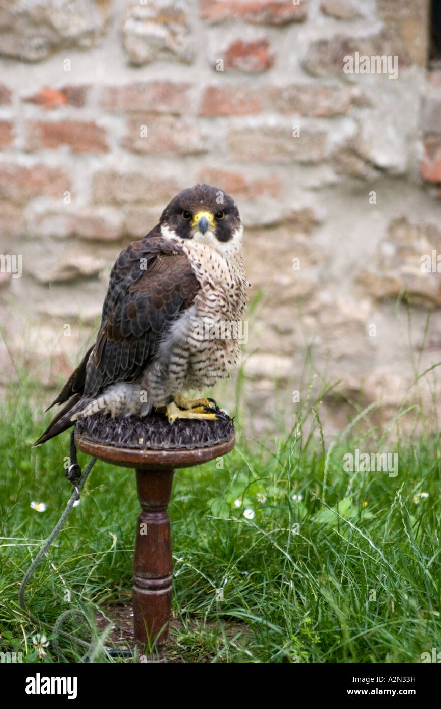 Bird of Prey, Prague, Czech Republic, Europe Stock Photo - Alamy