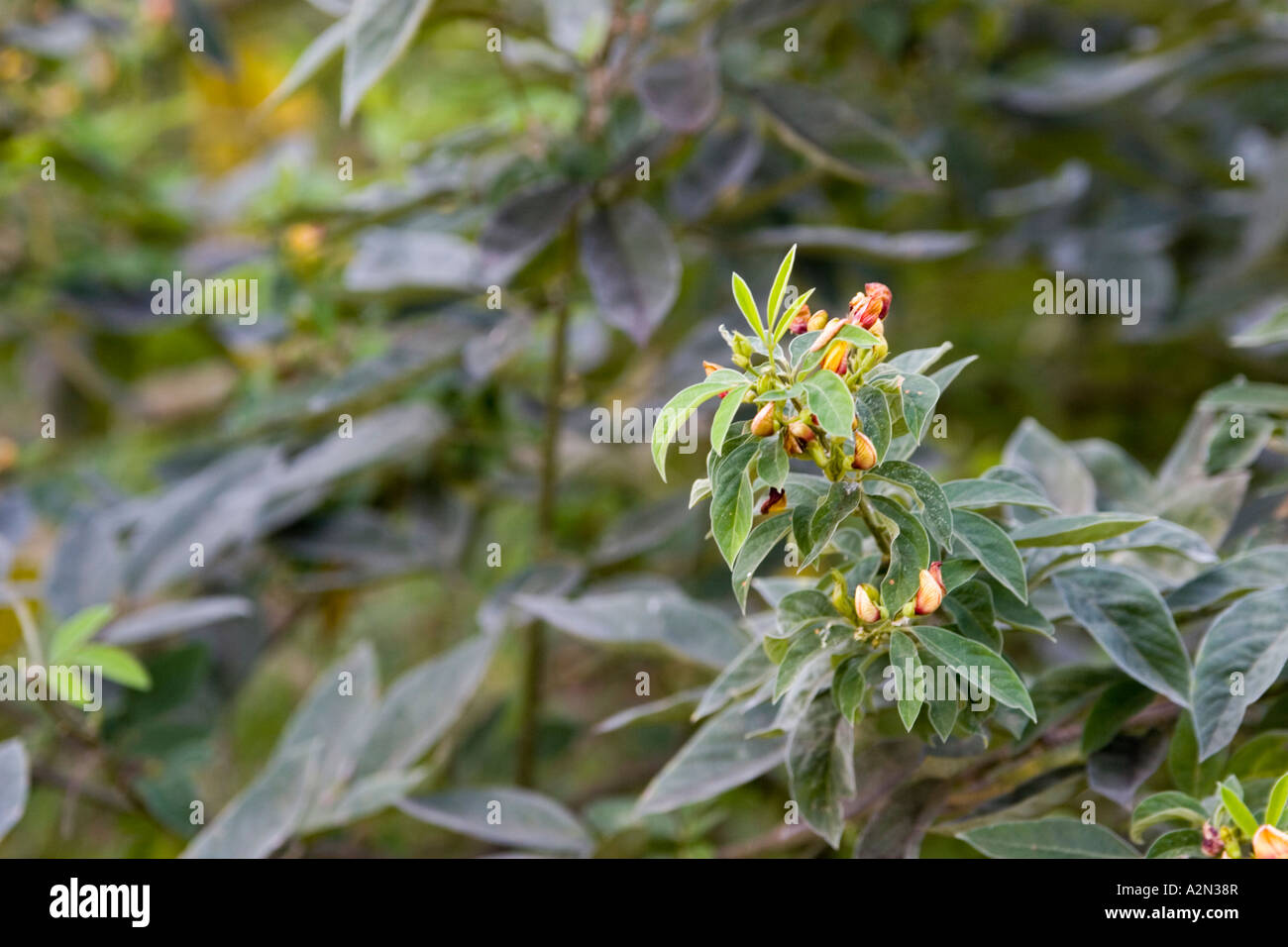 Pigeon pea. Cajanus cajan Millspaugh Cajanus indicus Stock Photo - Alamy