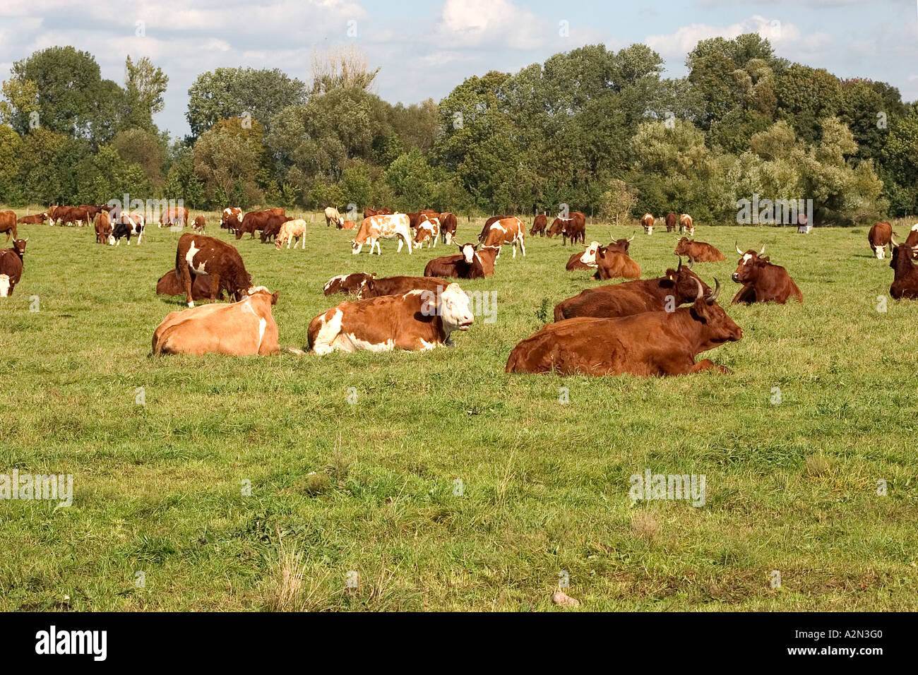 Politics cows hi-res stock photography and images - Alamy