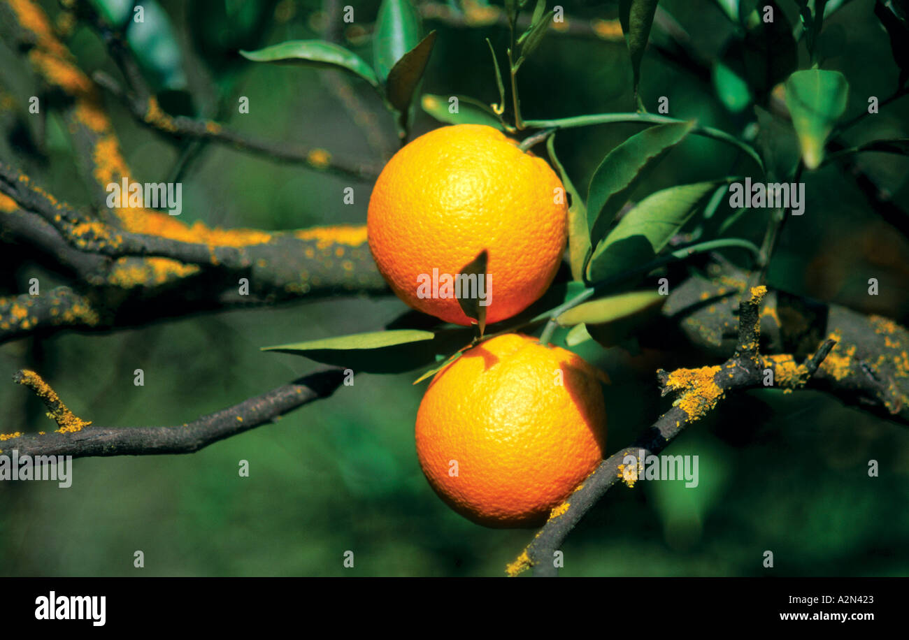 Orange tree with fruits, Algarve, Portugal Stock Photo - Alamy