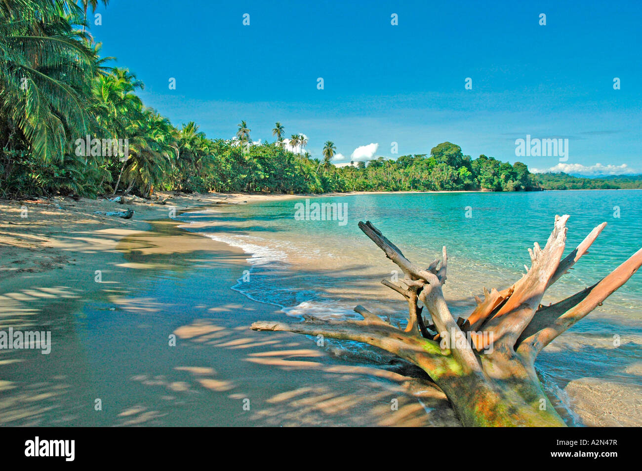 Fallen tree on beach, Costa Rica Stock Photo - Alamy