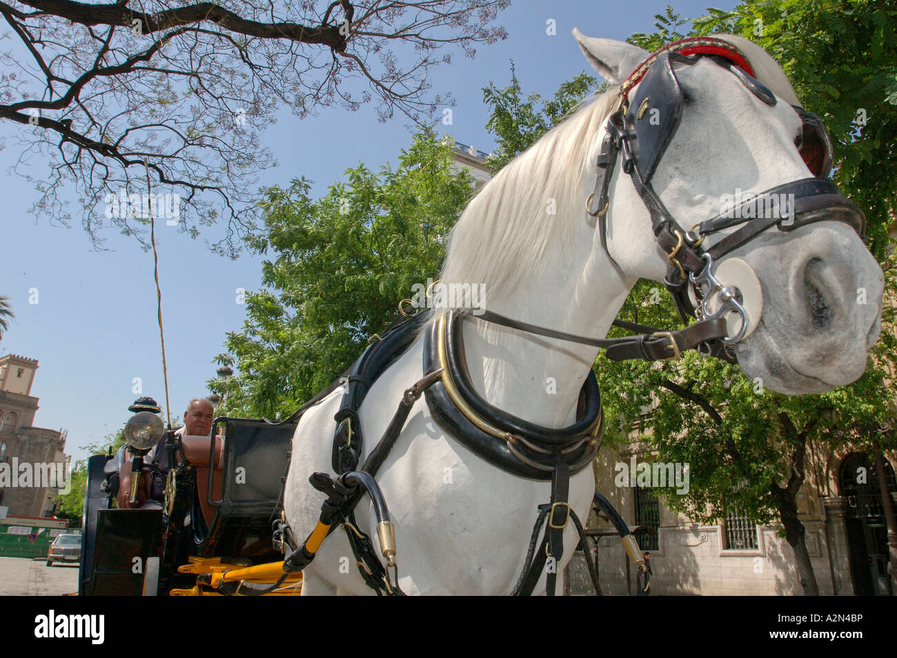 Coachman sitting on horsedrawn carriage, Seville, Spain Stock Photo - Alamy